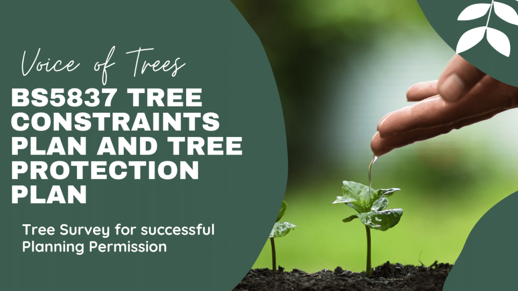 BS5837 Tree Constraints Plans