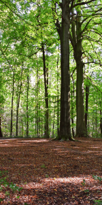 Why Work with Us - Arbor Cultural Tree Surveys