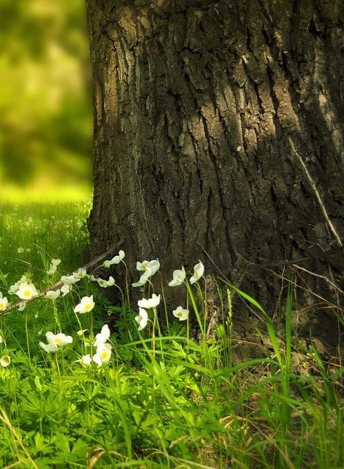 Resistograph Testing for Tree Decay